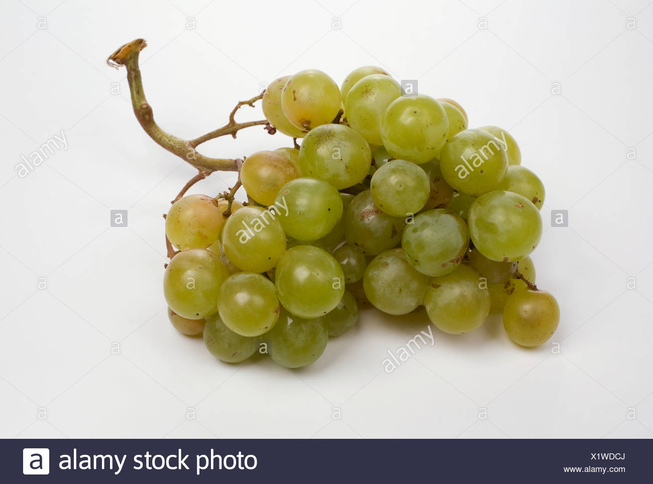 Moscatel High Resolution Stock Photography and Images - Alamy