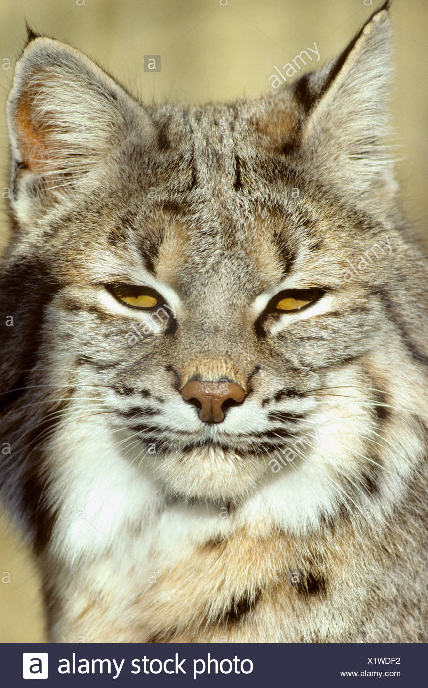 Bay Lynx High Resolution Stock Photography and Images - Alamy