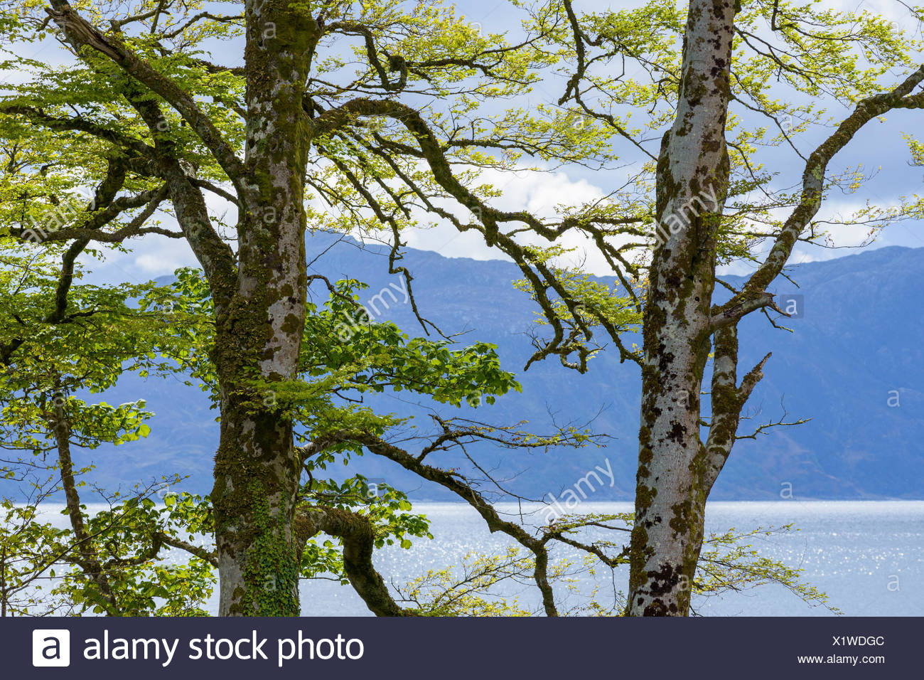 Beech Tree Scotland Stock Photos & Beech Tree Scotland Stock Images - Alamy