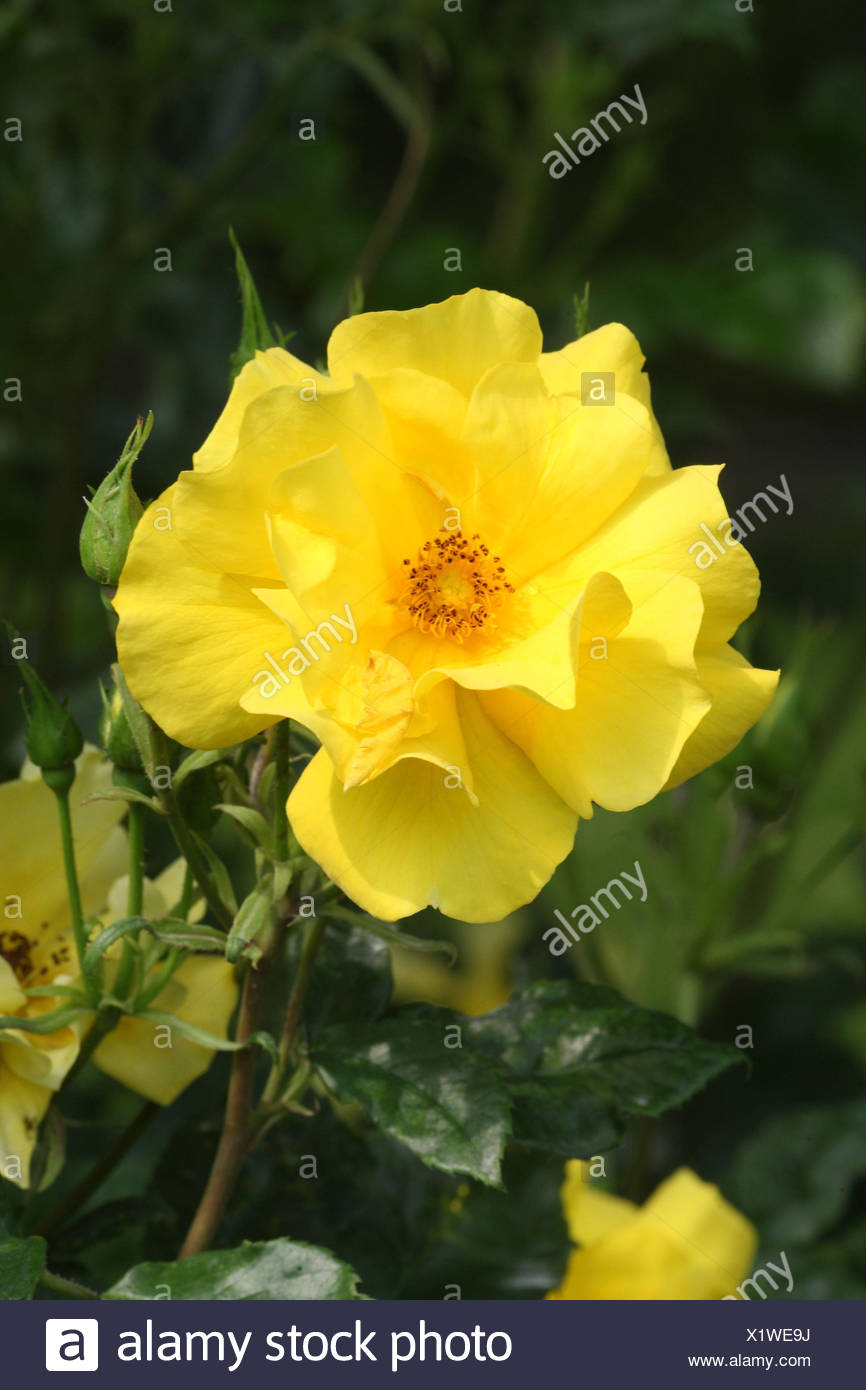 Aicha High Resolution Stock Photography and Images - Alamy