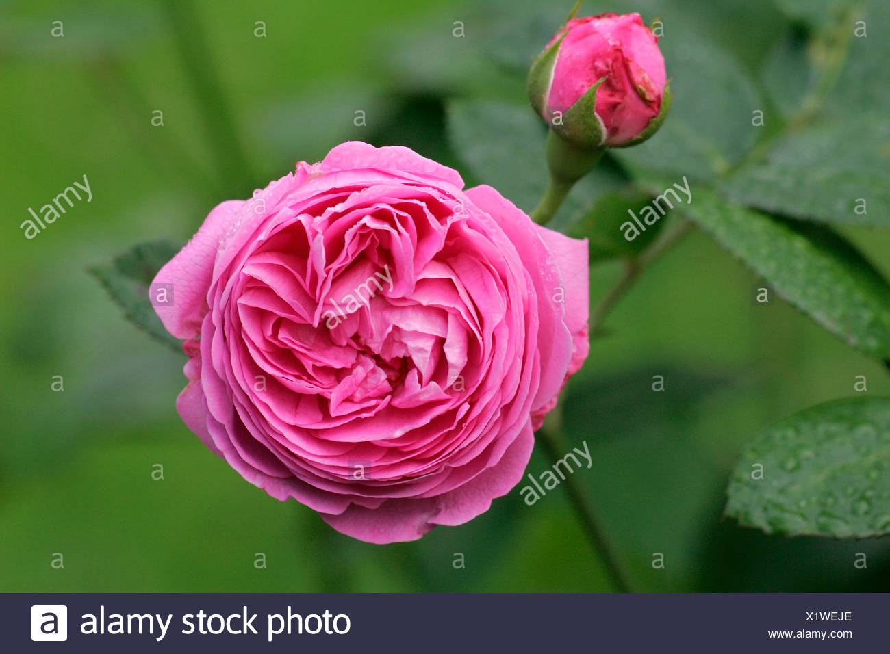 Bourbon Rose Stock Photos & Bourbon Rose Stock Images - Alamy