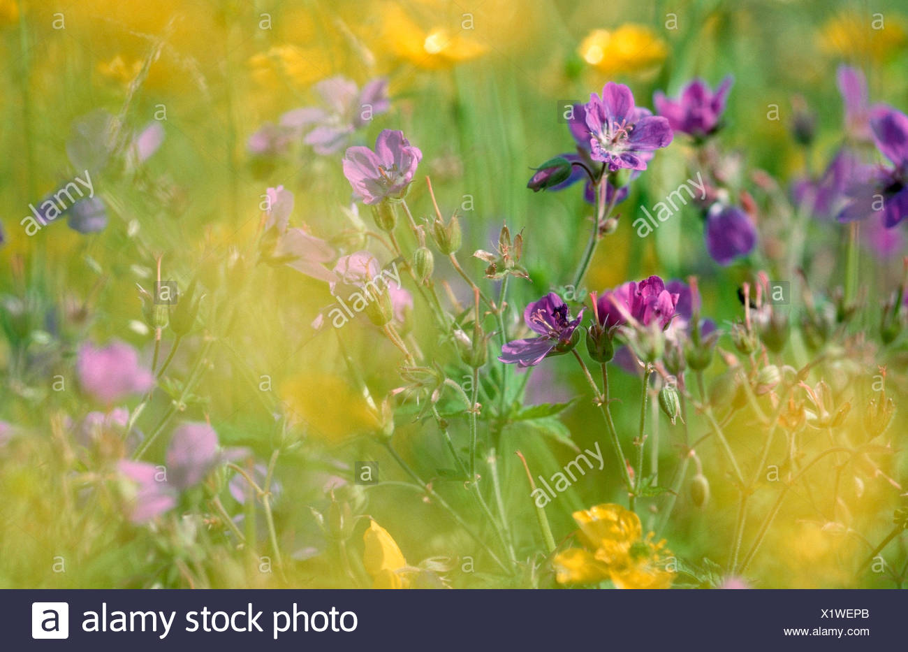 Blumenwiese High Resolution Stock Photography and Images - Alamy