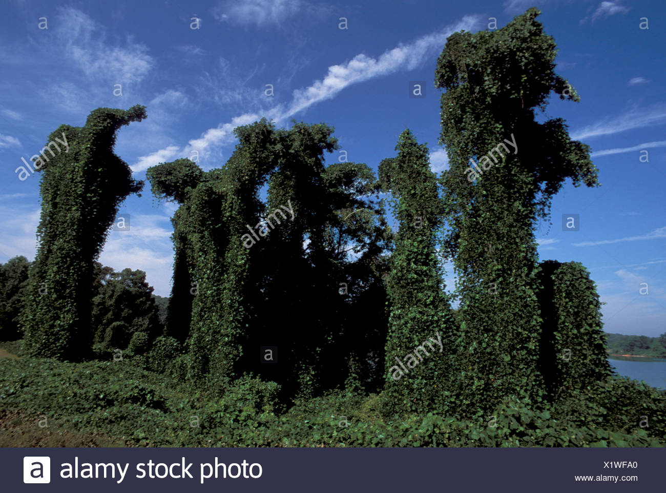 Kudzu Plant High Resolution Stock Photography and Images - Alamy