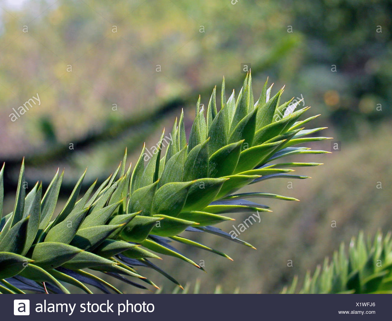 Chilean Pine Araucaria Araucana High Resolution Stock Photography and ...