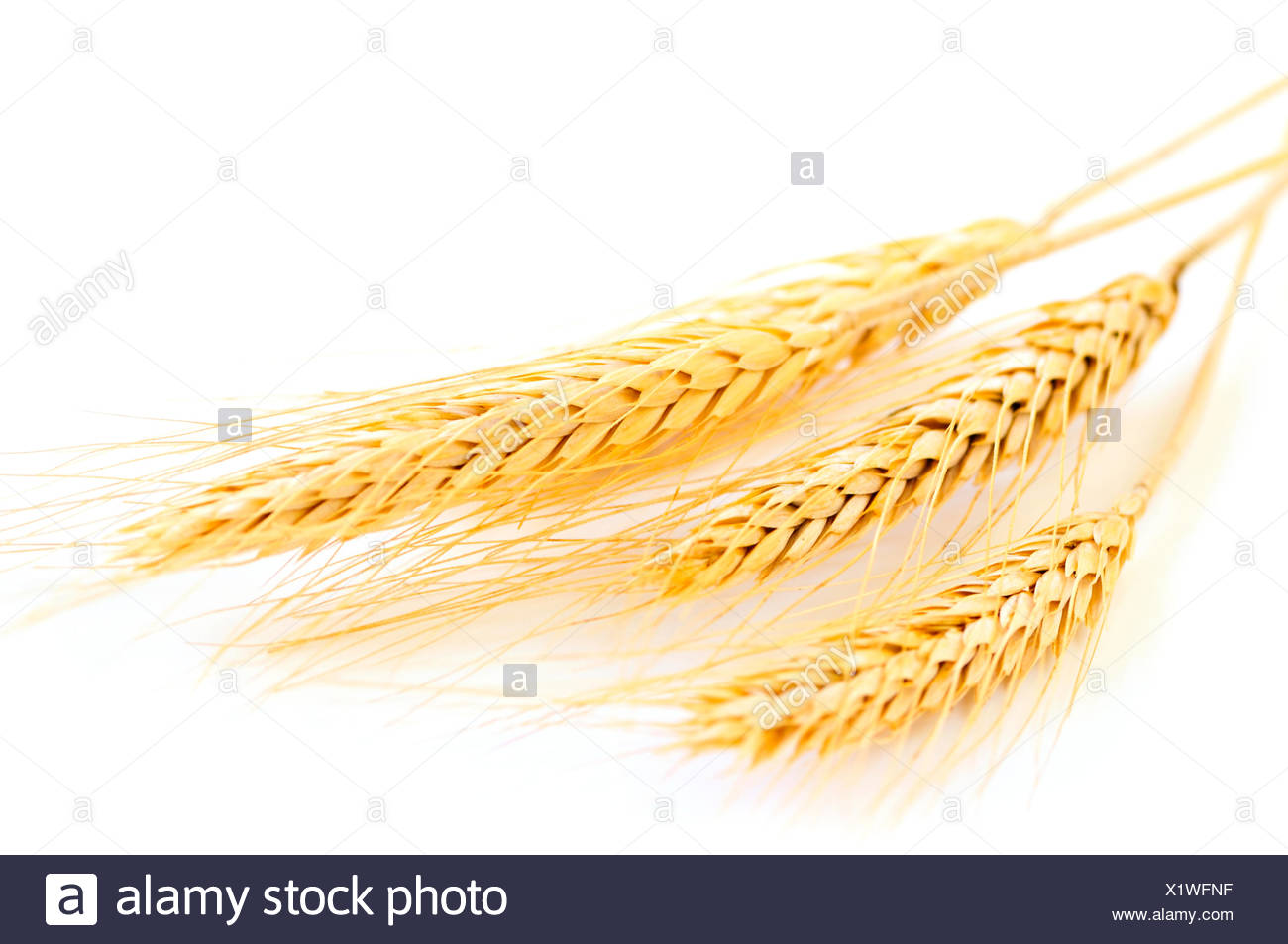 Wheat Stalk Stock Photos & Wheat Stalk Stock Images - Alamy