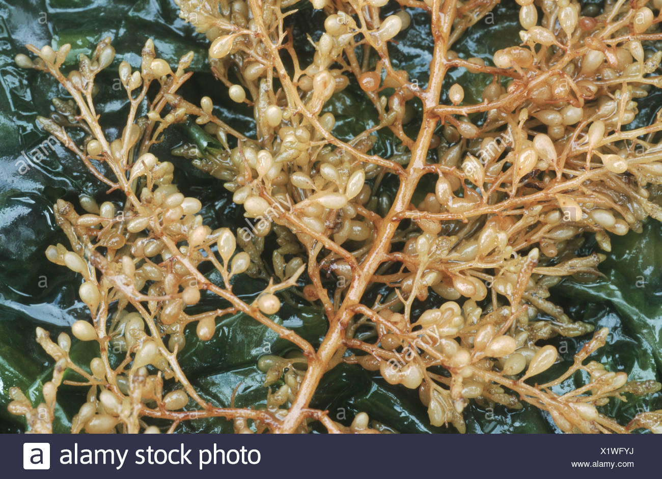 Sargassum Plants High Resolution Stock Photography and Images - Alamy