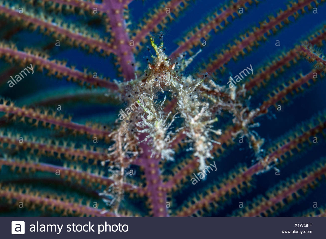 Caribbean Crab High Resolution Stock Photography and Images - Alamy
