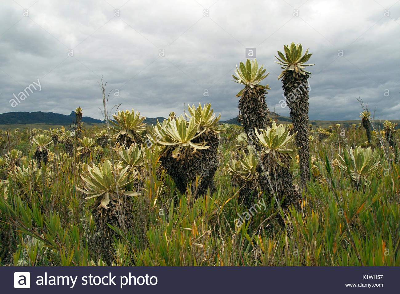 National Flower Of Colombia Stock Photos & National Flower Of Colombia ...