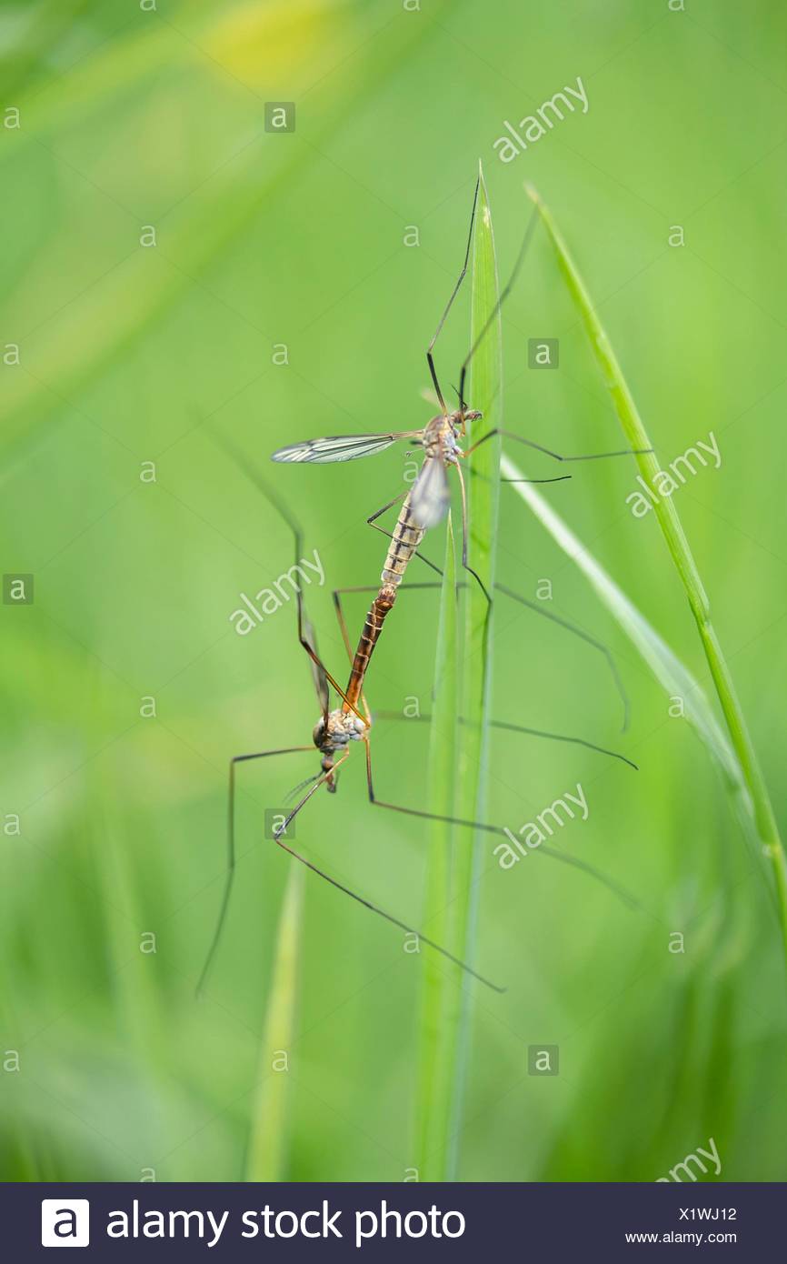 Mosquito Mating High Resolution Stock Photography and Images - Alamy