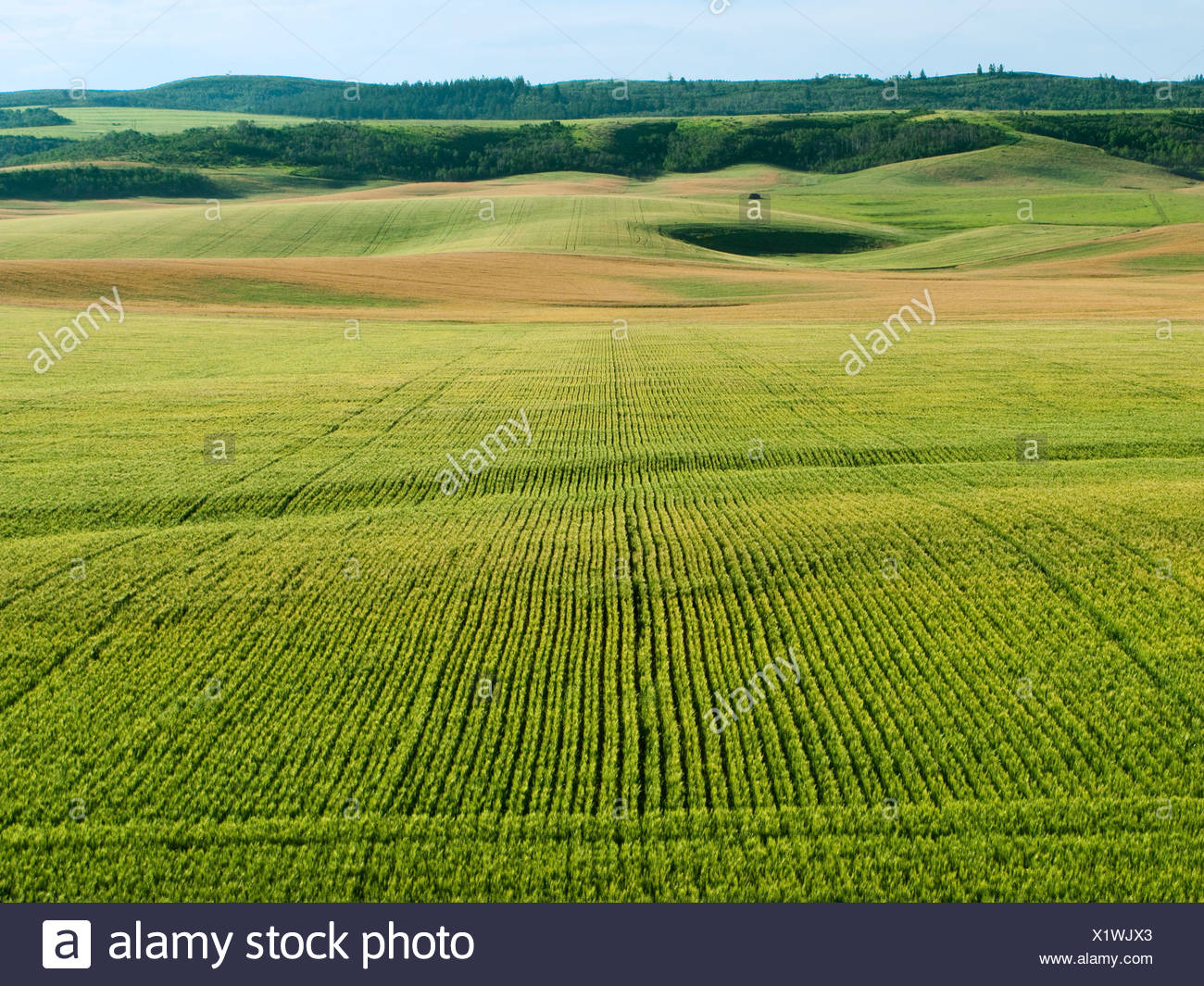 Grow Grows Growing High Resolution Stock Photography and Images - Alamy