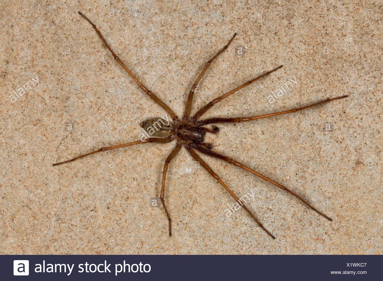 Giant House Spider Spiders High Resolution Stock Photography and Images ...