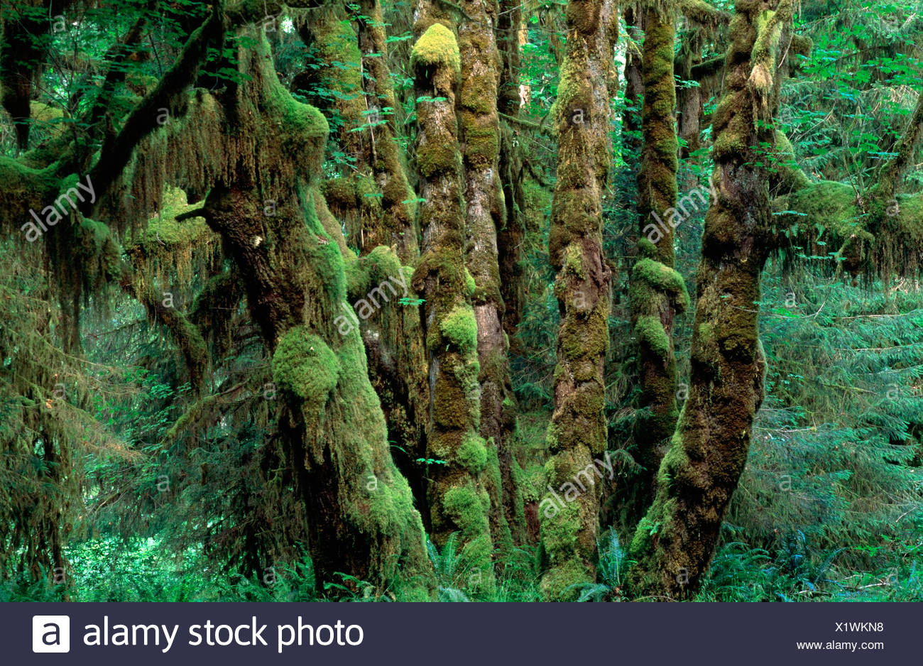 Temperate Rain Forest High Resolution Stock Photography and Images - Alamy