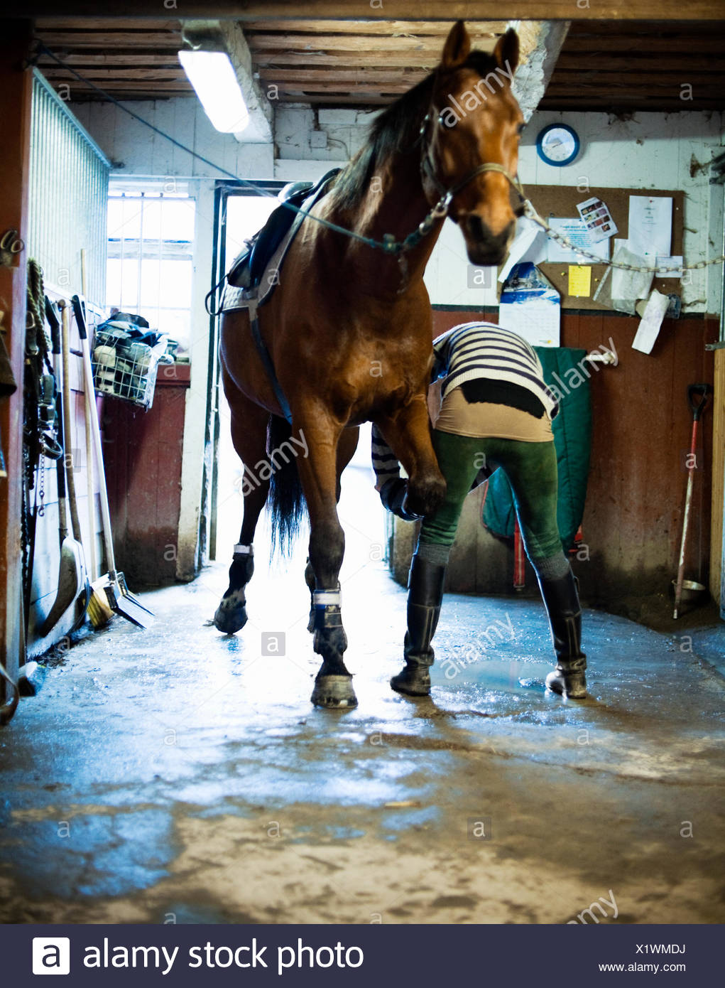 Stable Horses High Resolution Stock Photography and Images - Alamy