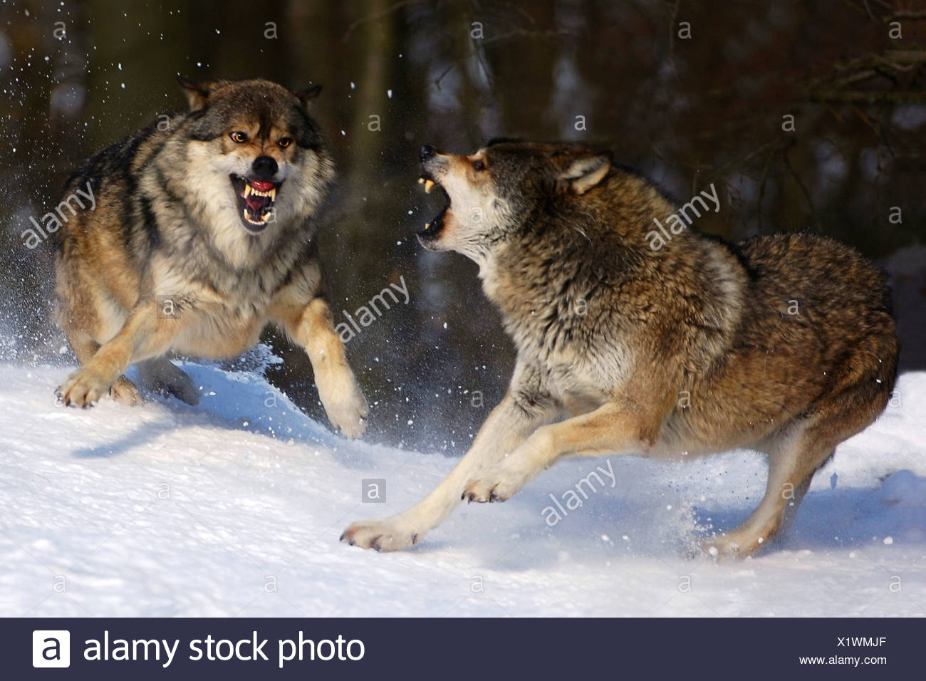 Two Wolves Fighting In Snow High Resolution Stock Photography and ...