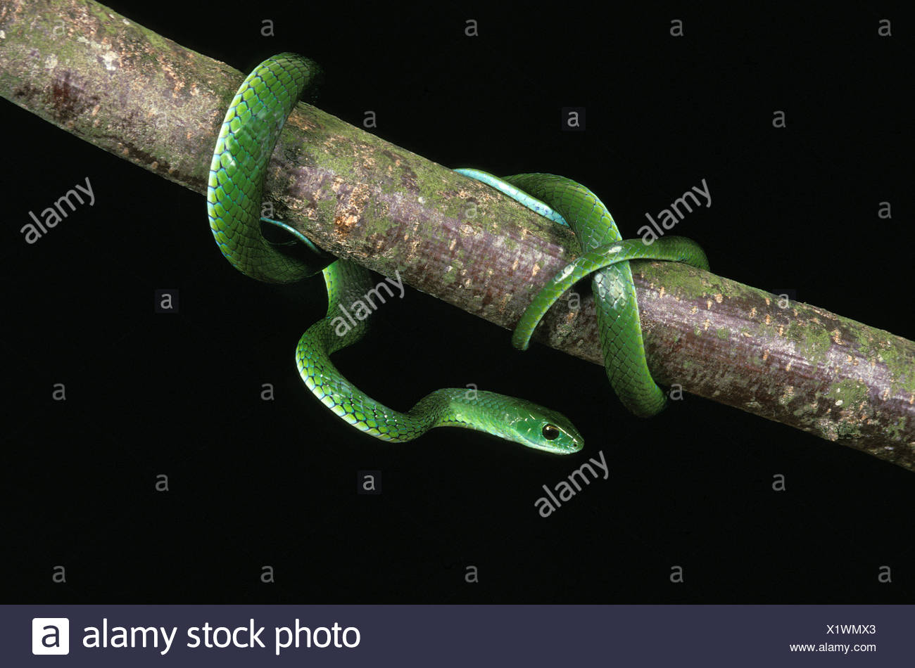 Variegated Bush Snakes Stock Photos & Variegated Bush Snakes Stock ...