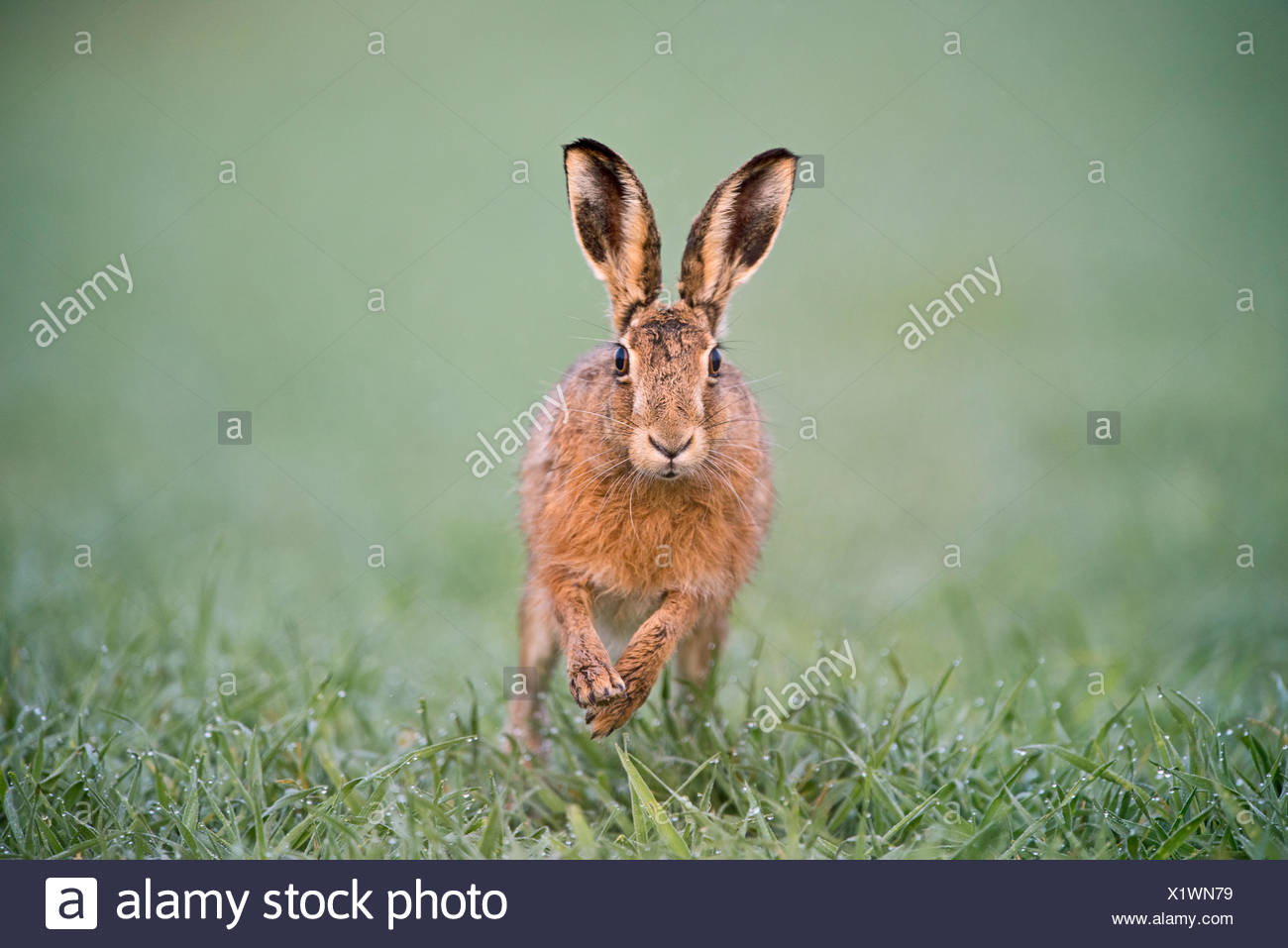 Hare Leaping Stock Photos & Hare Leaping Stock Images - Alamy