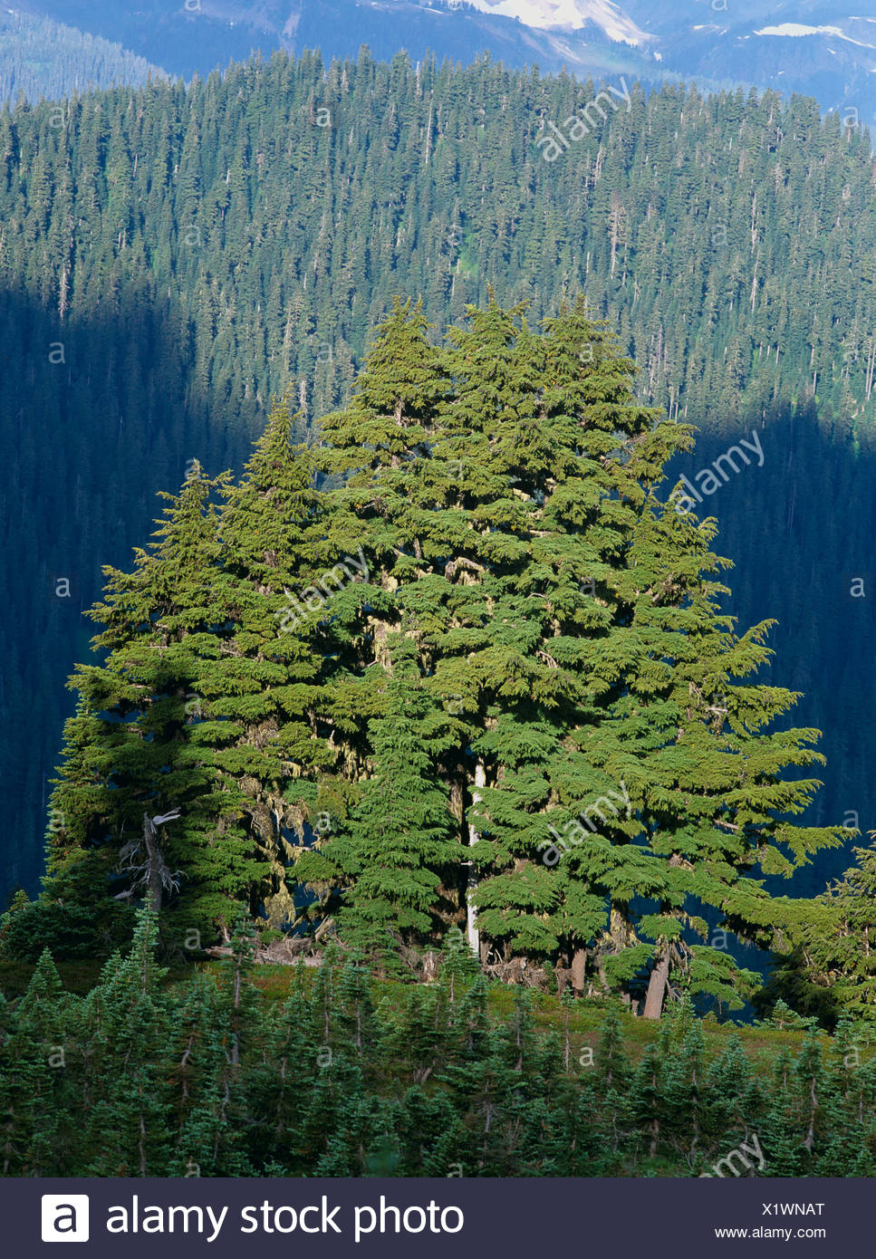 Mountain Hemlocks High Resolution Stock Photography and Images - Alamy