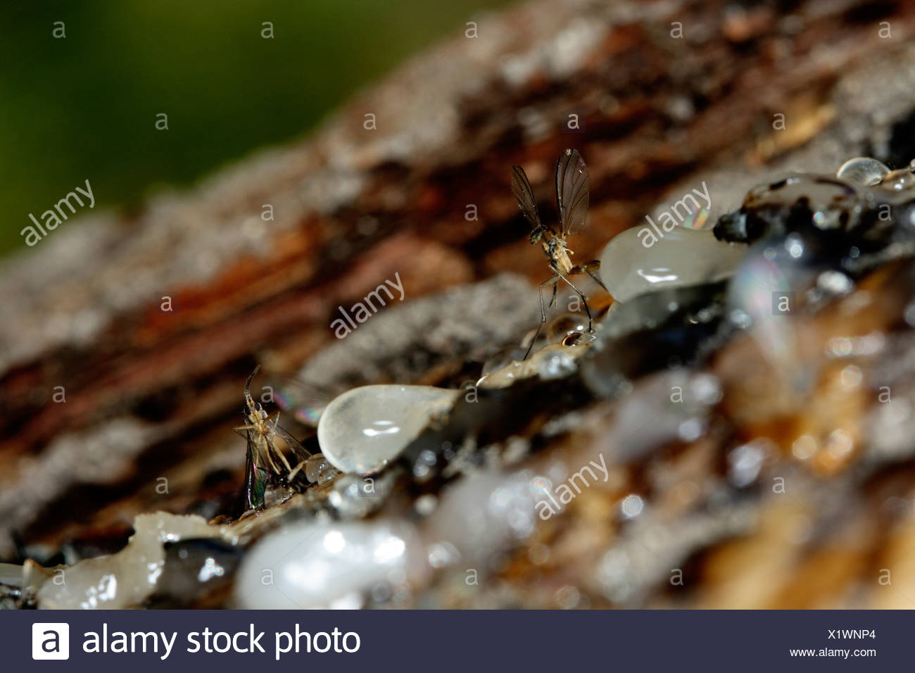 Fungus Gnats Stock Photos & Fungus Gnats Stock Images - Alamy