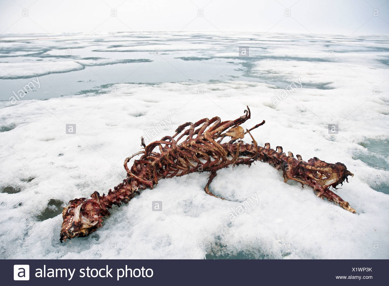 Polar Bear Skeleton High Resolution Stock Photography and Images - Alamy