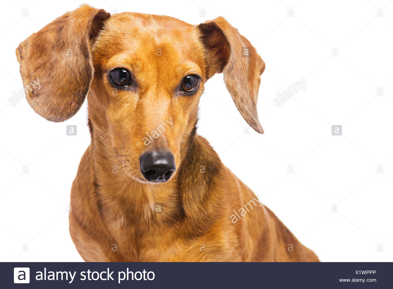 Worshond Stock Photos & Worshond Stock Images - Alamy