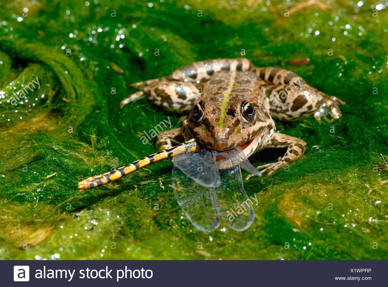 Frog Catching Insect Stock Photos & Frog Catching Insect Stock Images ...