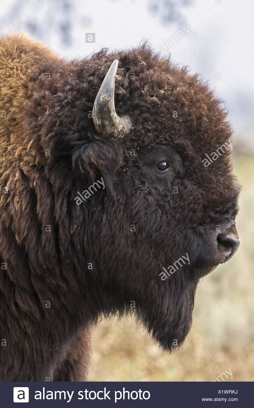 Side View Bison American Buffalo High Resolution Stock Photography and ...