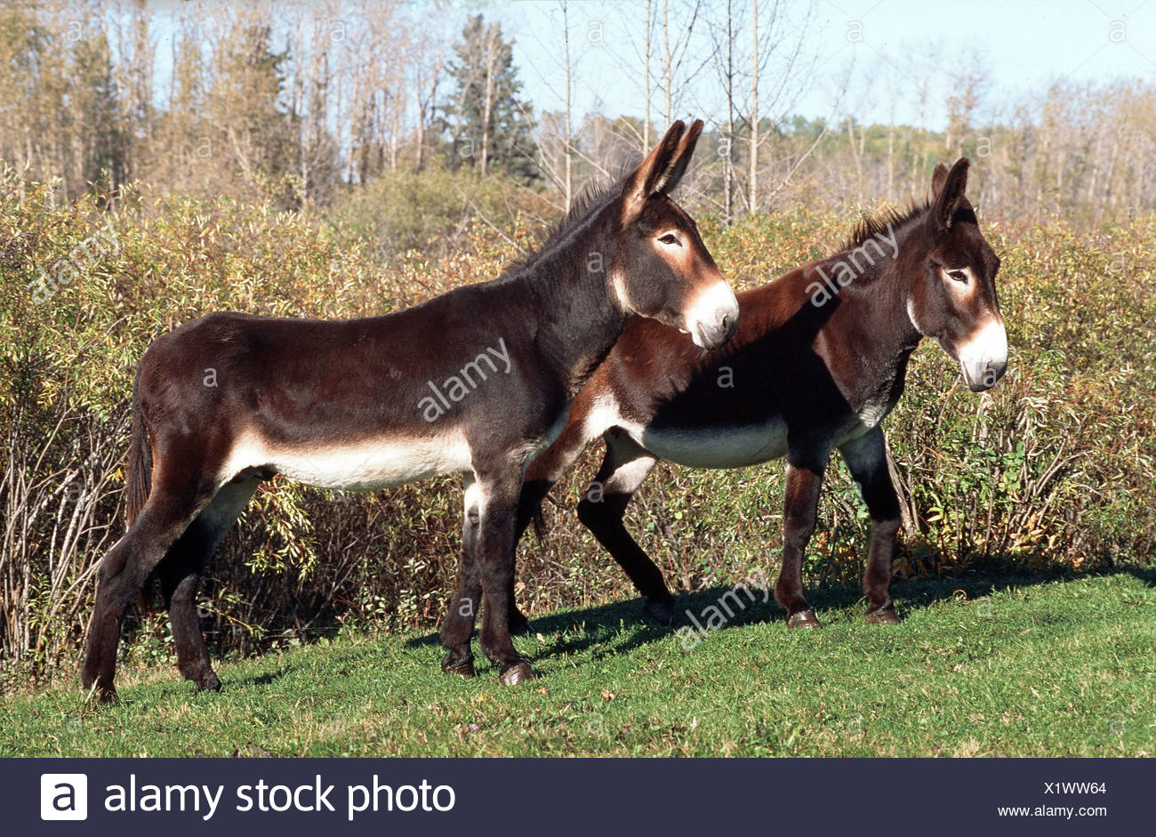 Catalan Donkey