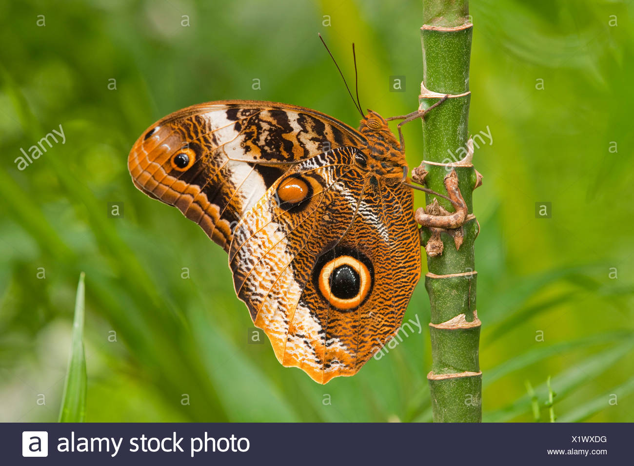 Giant Moths High Resolution Stock Photography and Images - Alamy