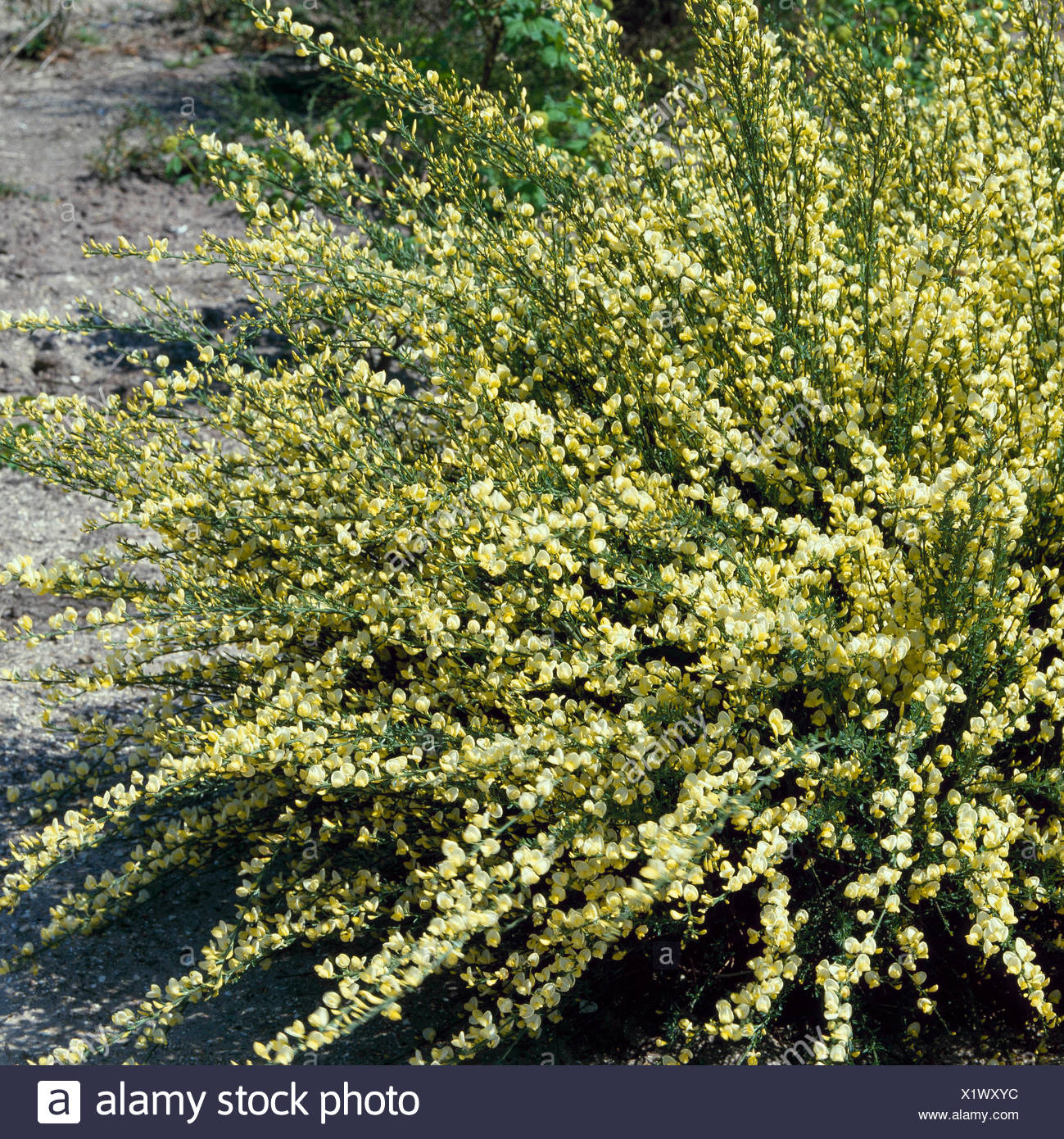 Cytisus X Praecox High Resolution Stock Photography and Images - Alamy
