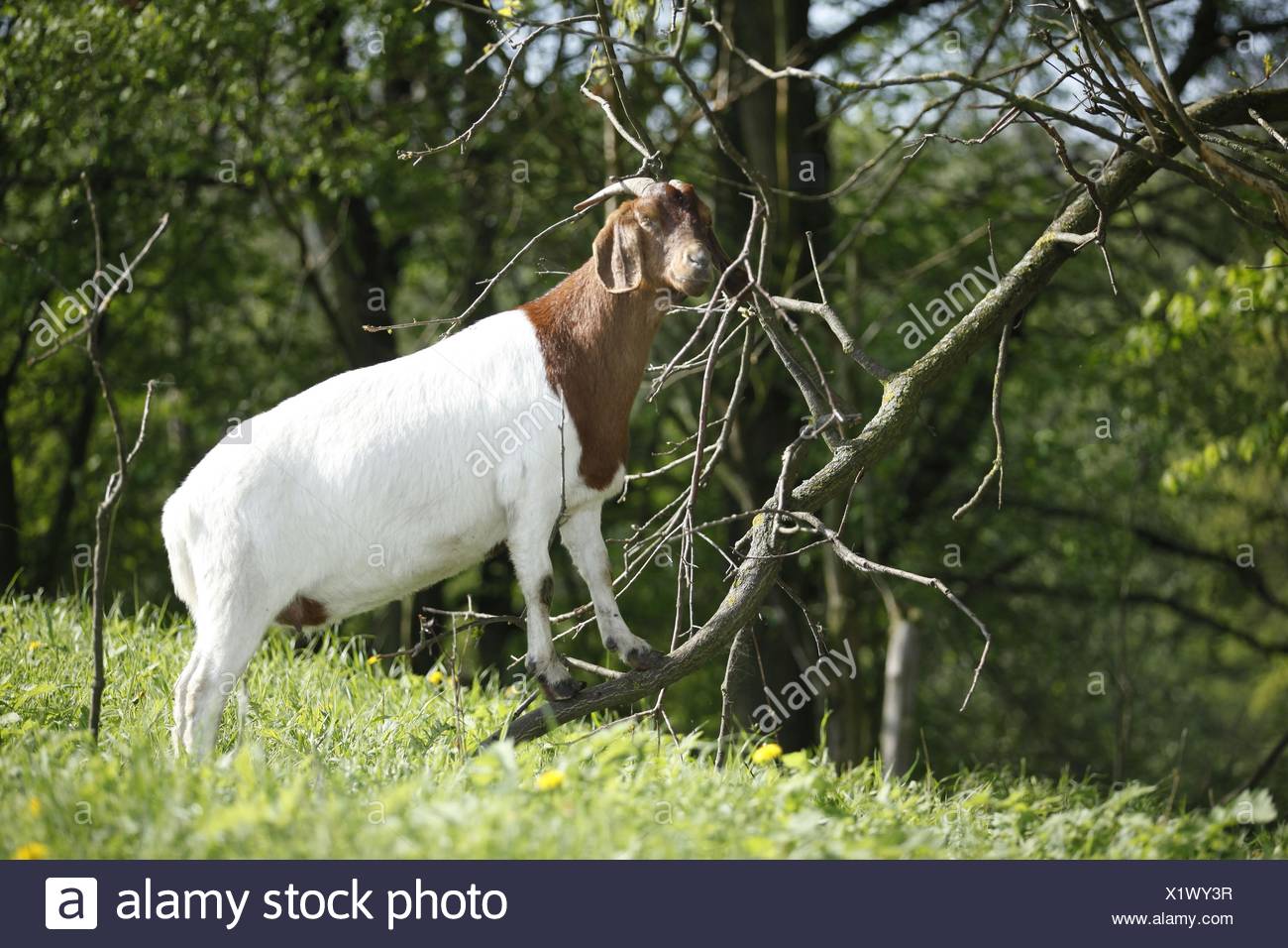 Long Eared Goat High Resolution Stock Photography and Images - Alamy