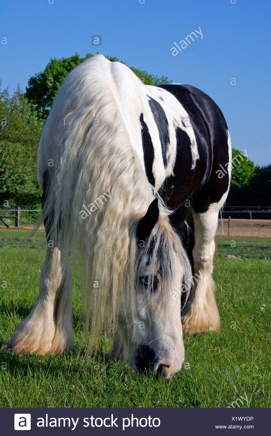 Irish Tinker High Resolution Stock Photography and Images - Alamy