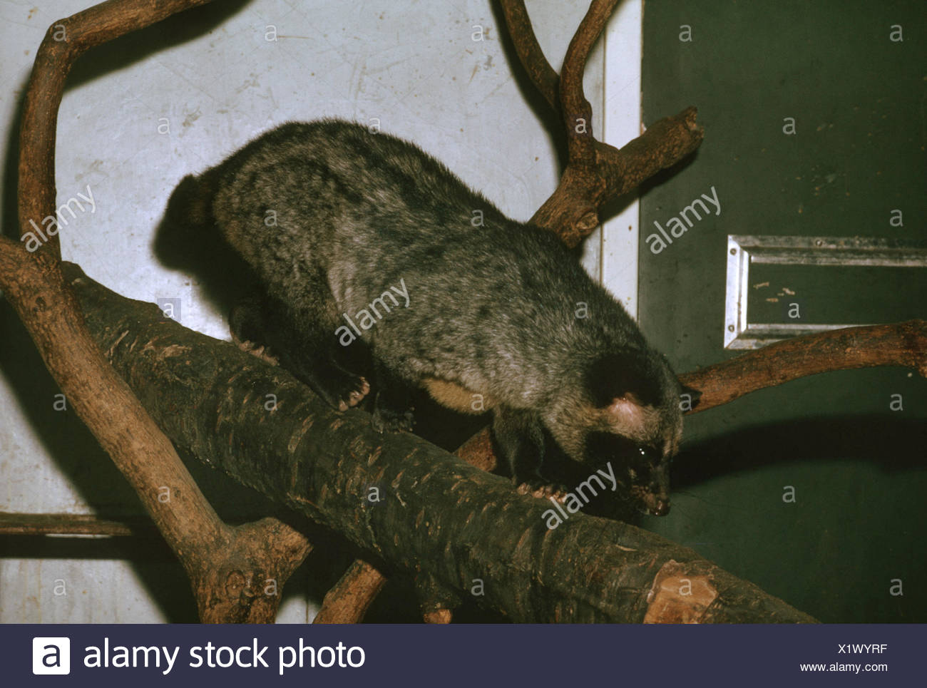 Paradoxurus High Resolution Stock Photography and Images - Alamy
