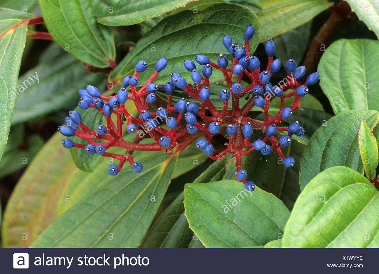 Viburnum Davidii Berries High Resolution Stock Photography and Images ...