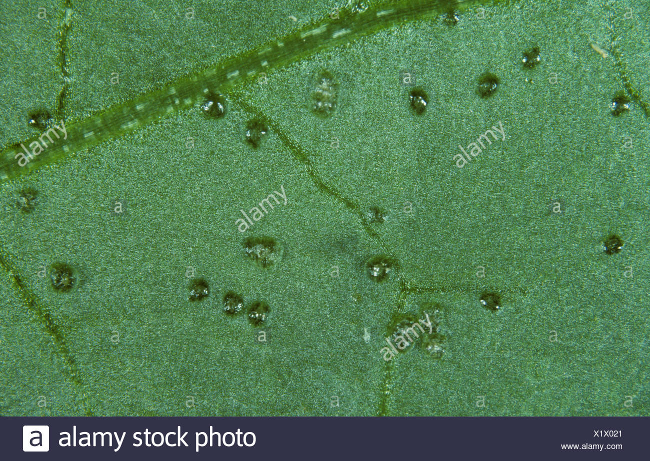 Thrip Damage High Resolution Stock Photography and Images - Alamy