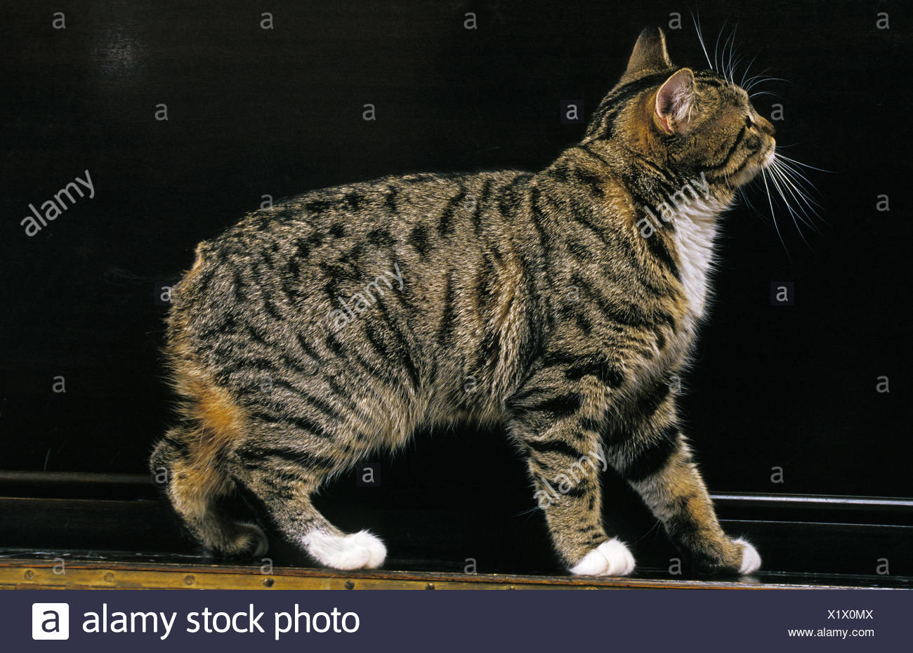 Manx Cat Felis High Resolution Stock Photography and Images - Alamy