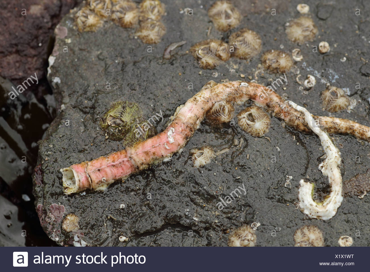 Calcareous Tube Worm Serpula Vermicularis High Resolution Stock ...