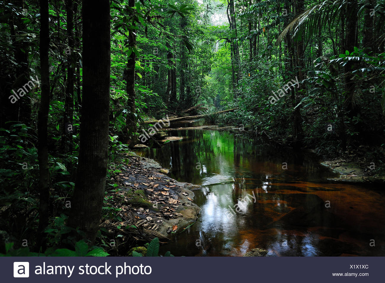 French Guiana High Resolution Stock Photography and Images - Alamy