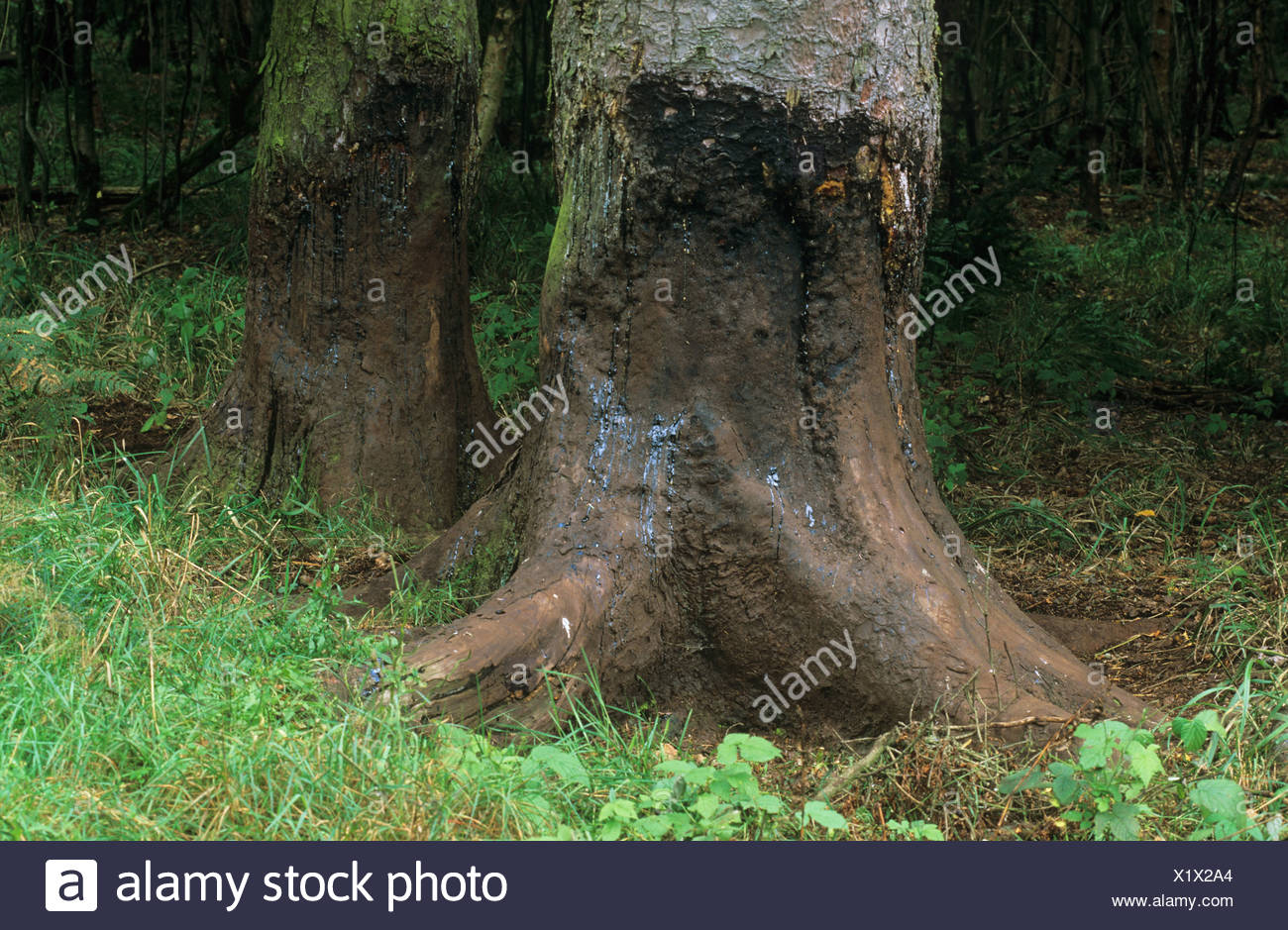 Damage By Wild Boar Stock Photos & Damage By Wild Boar Stock Images - Alamy