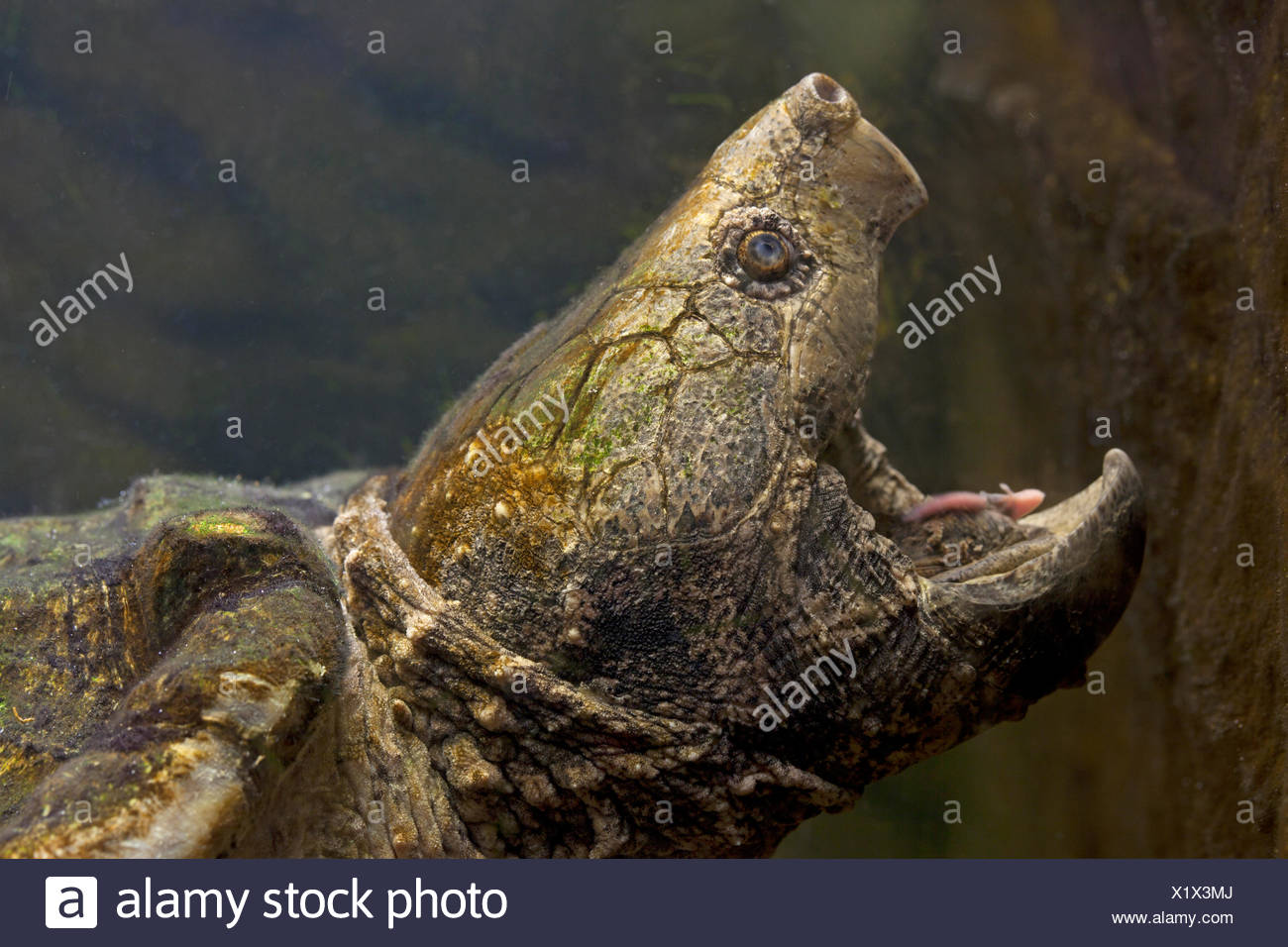 Snapping Turtle Underwater High Resolution Stock Photography and Images ...