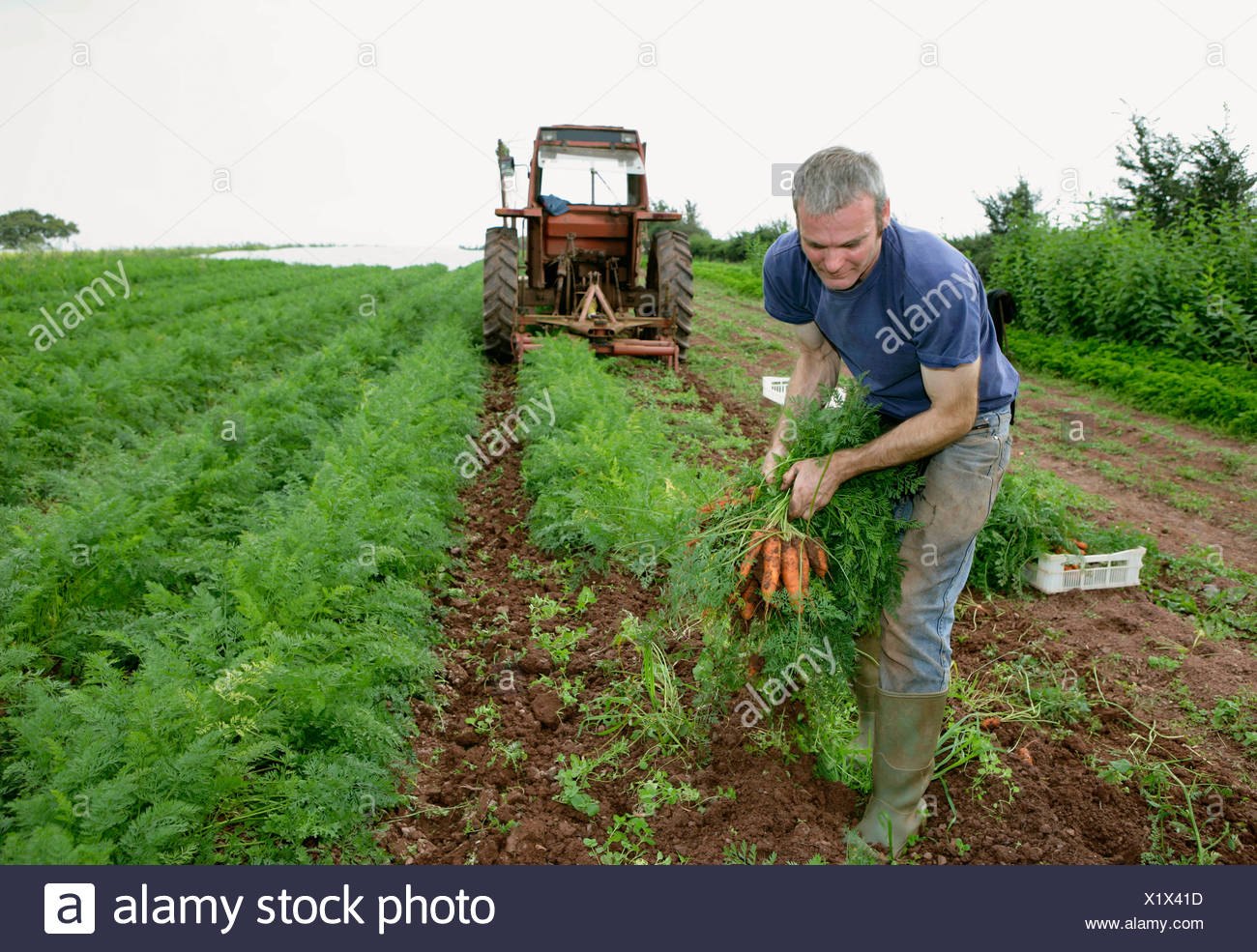 Farmer Harvesting Carrots High Resolution Stock Photography and Images ...