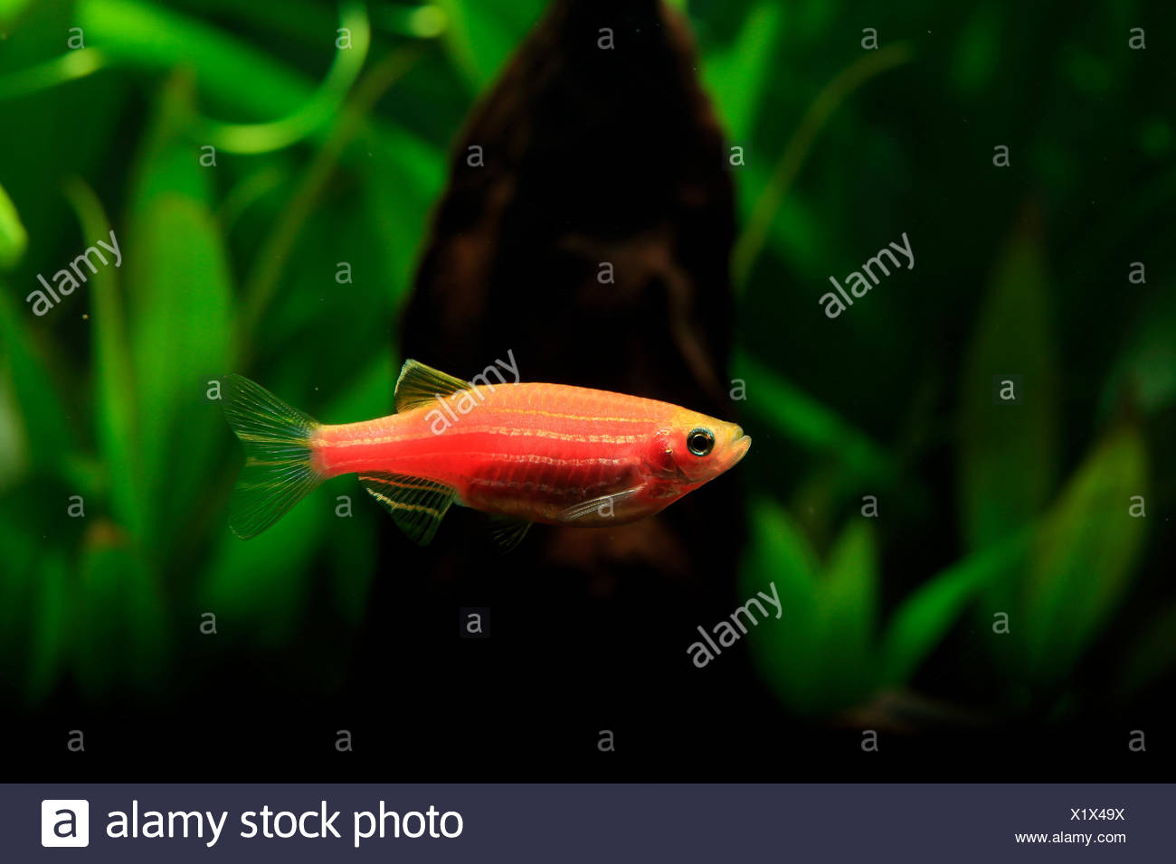 Zebrafish Fluorescent High Resolution Stock Photography and Images - Alamy