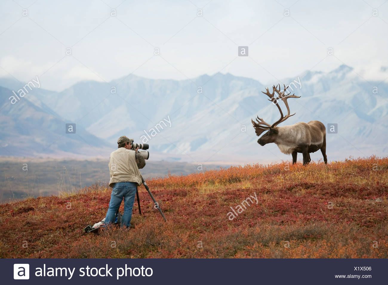 Denali Mountain Caribou High Resolution Stock Photography and Images ...