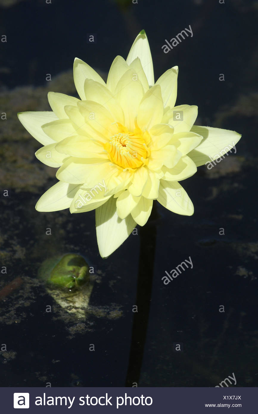 Yellow Water Lily High Resolution Stock Photography and Images - Alamy
