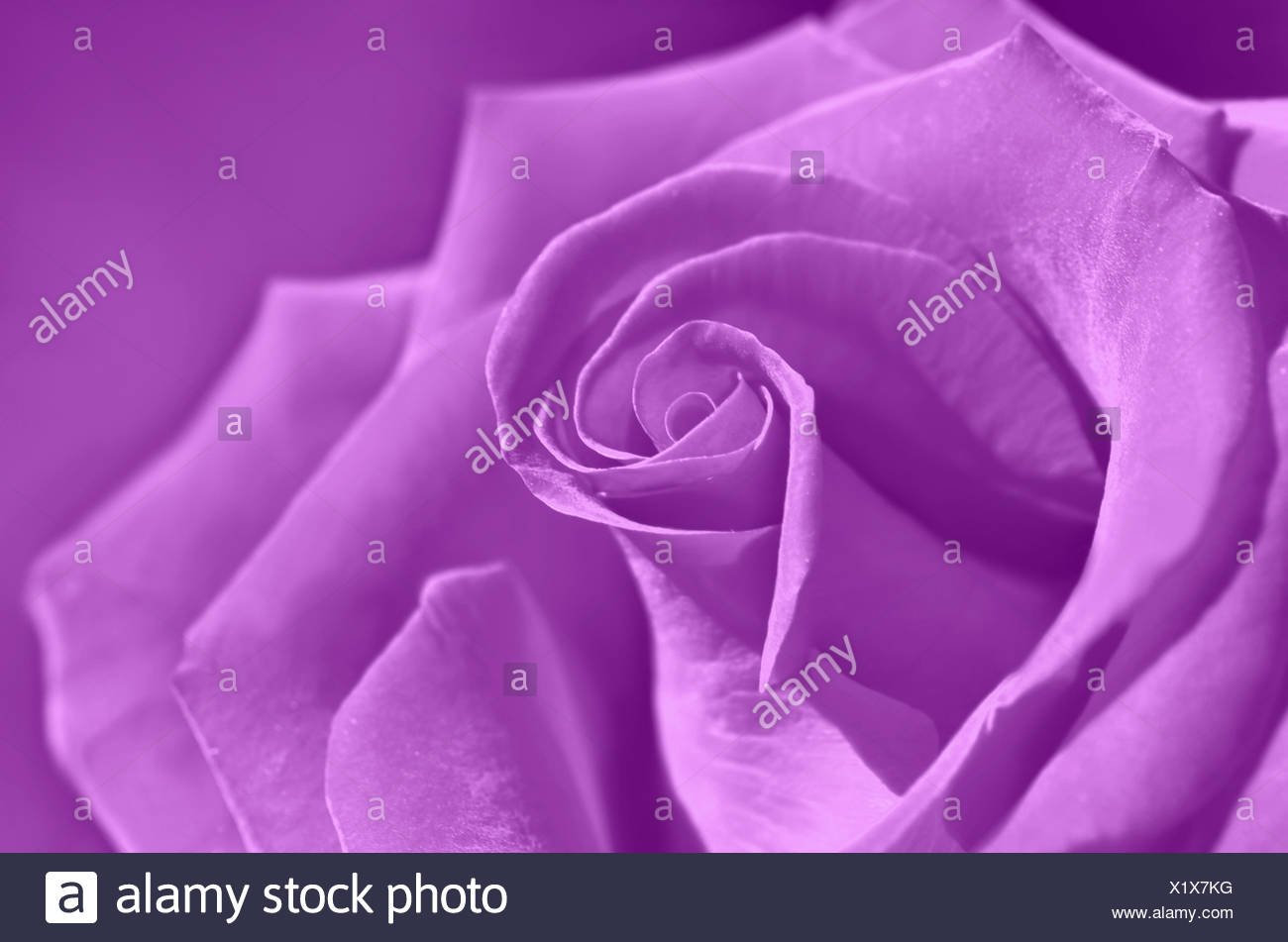 Lila Blumen High Resolution Stock Photography and Images - Alamy