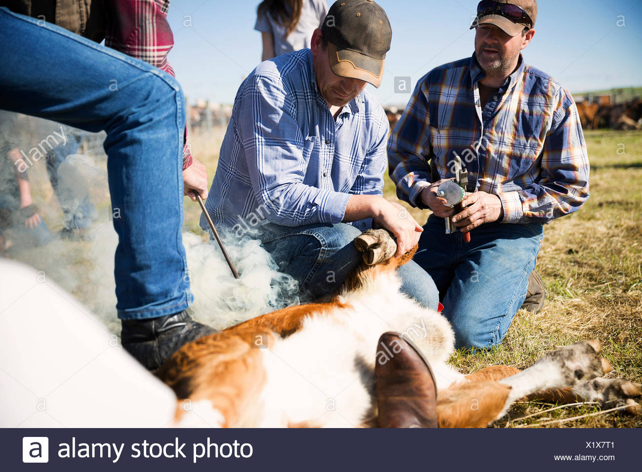 Branding Cow Stock Photos & Branding Cow Stock Images - Alamy