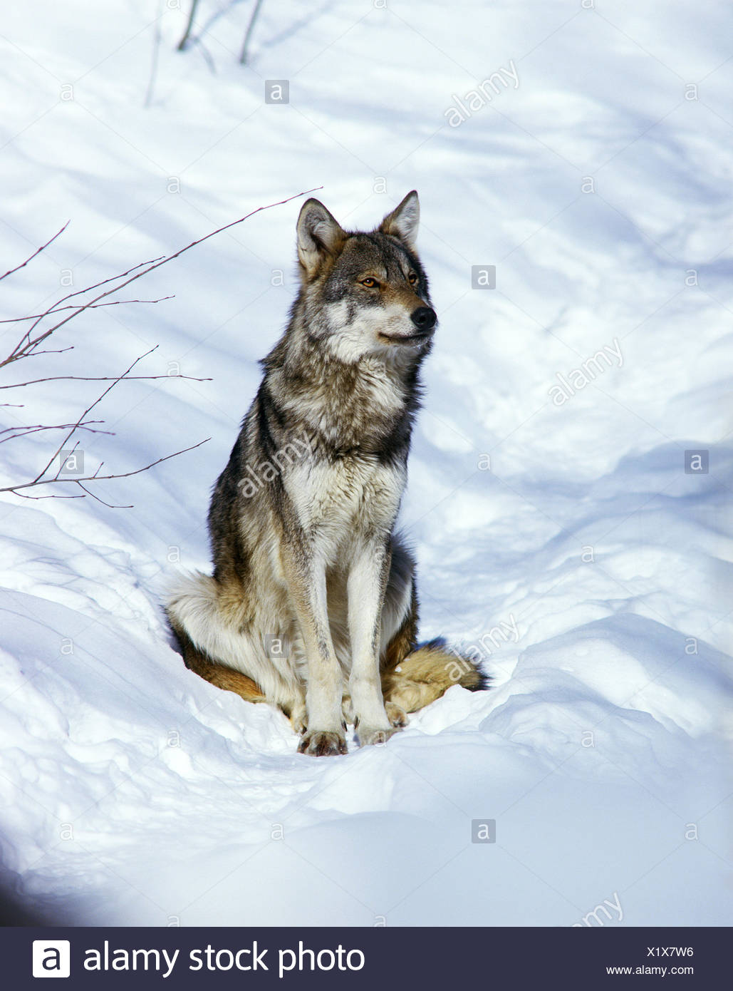 European Wolf Sitting In Snow High Resolution Stock Photography and ...