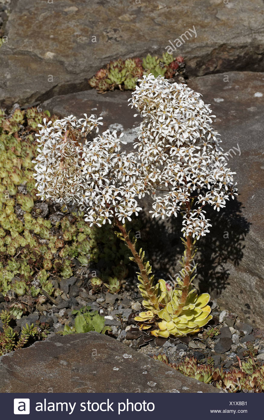 Pyramidal Saxifrage Saxifraga Cotyledon High Resolution Stock ...