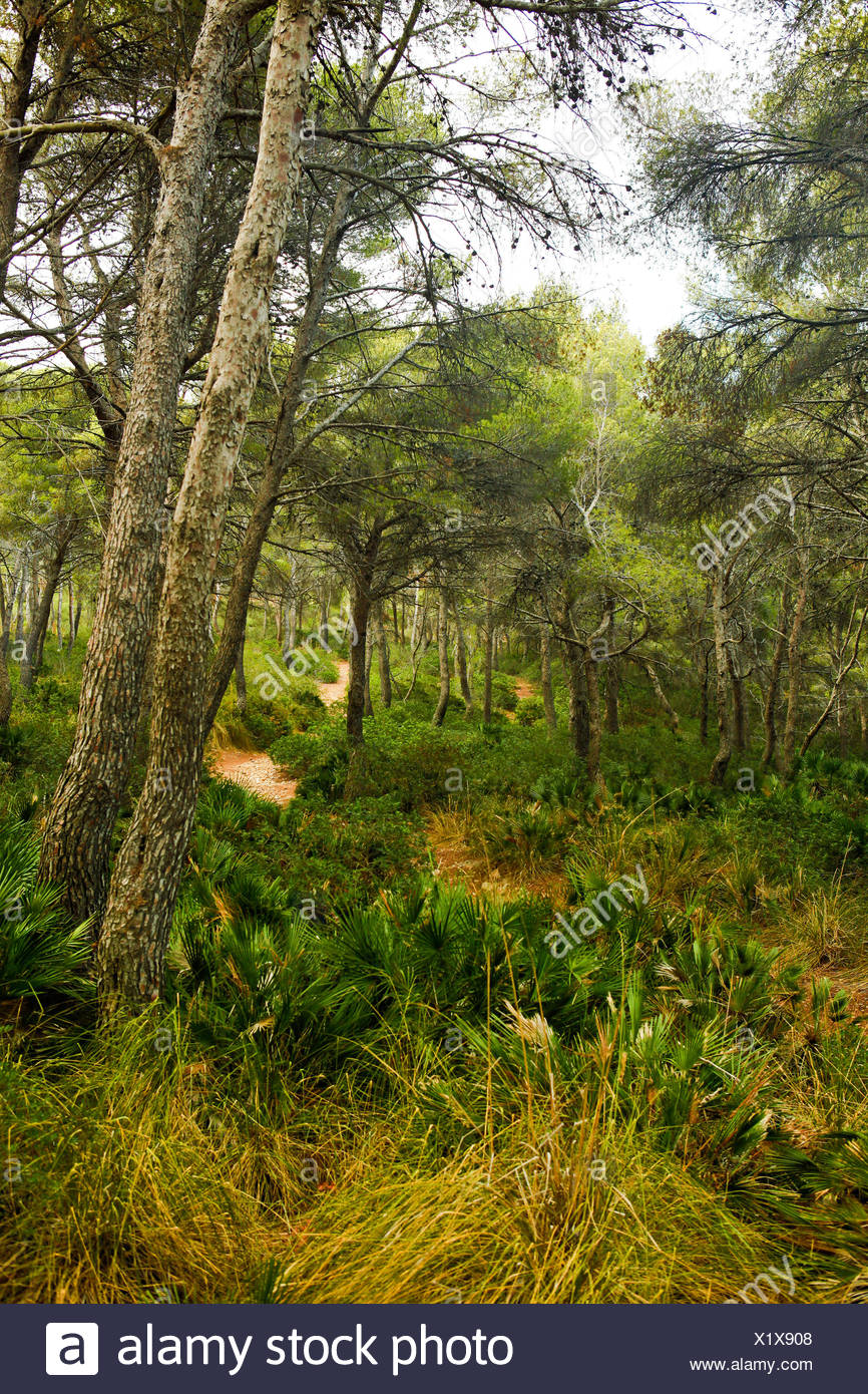 Mediterranean Forest High Resolution Stock Photography and Images - Alamy