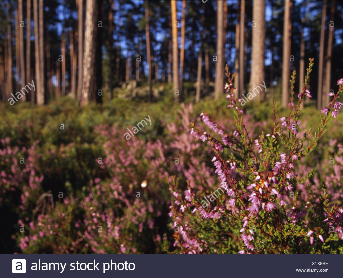 Tallskog Stock Photos & Tallskog Stock Images - Alamy
