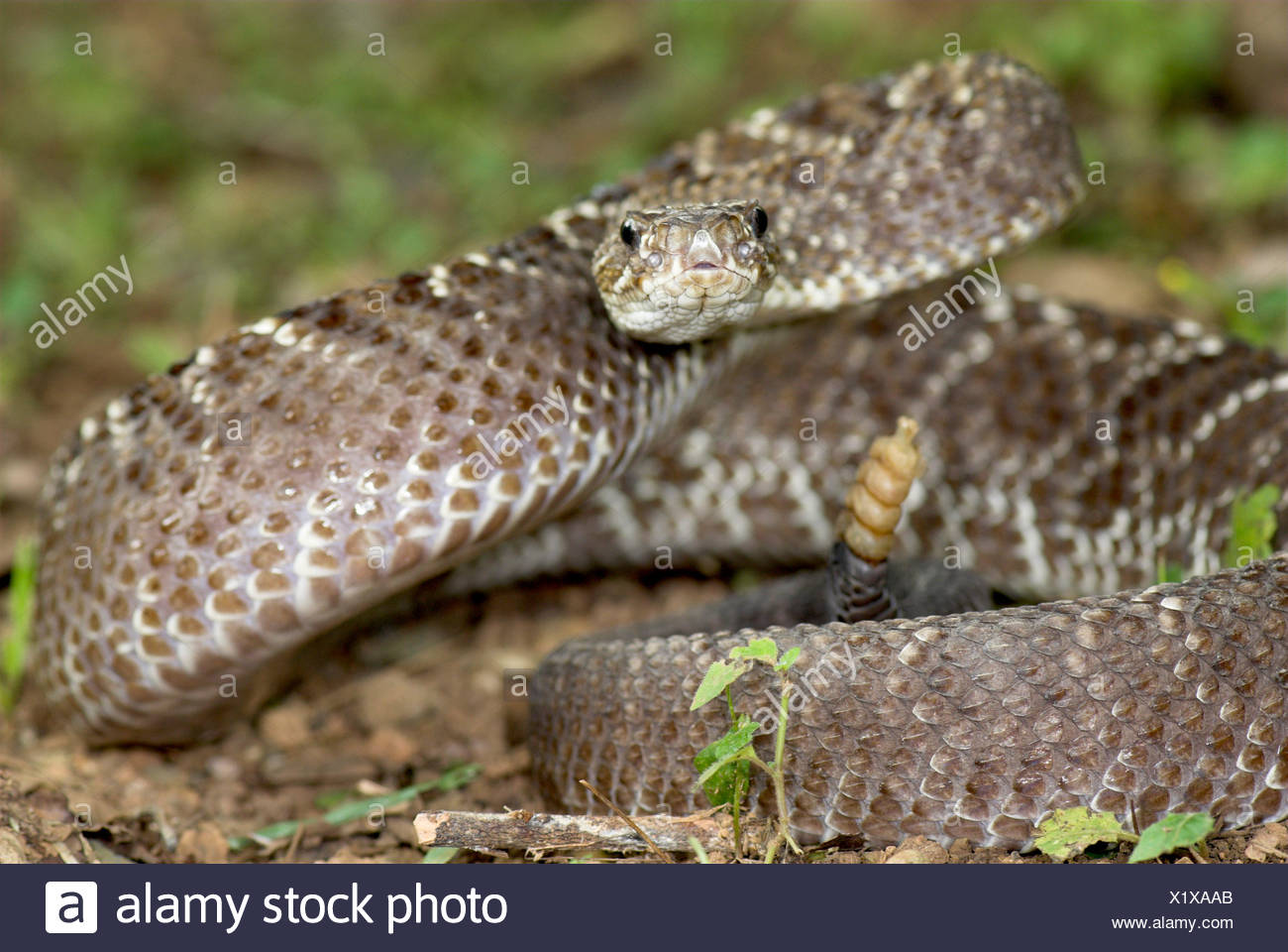 Venezuela Snake High Resolution Stock Photography and Images - Alamy